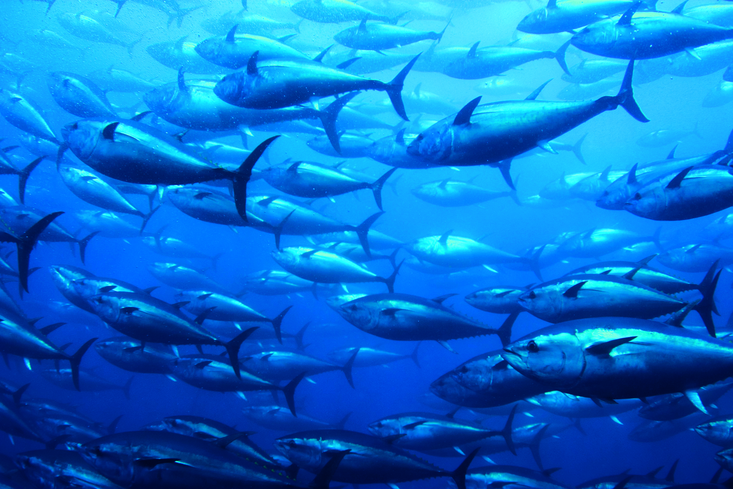 Dardanel Raises Awareness of Sustainable Fishing on World Oceans Da...